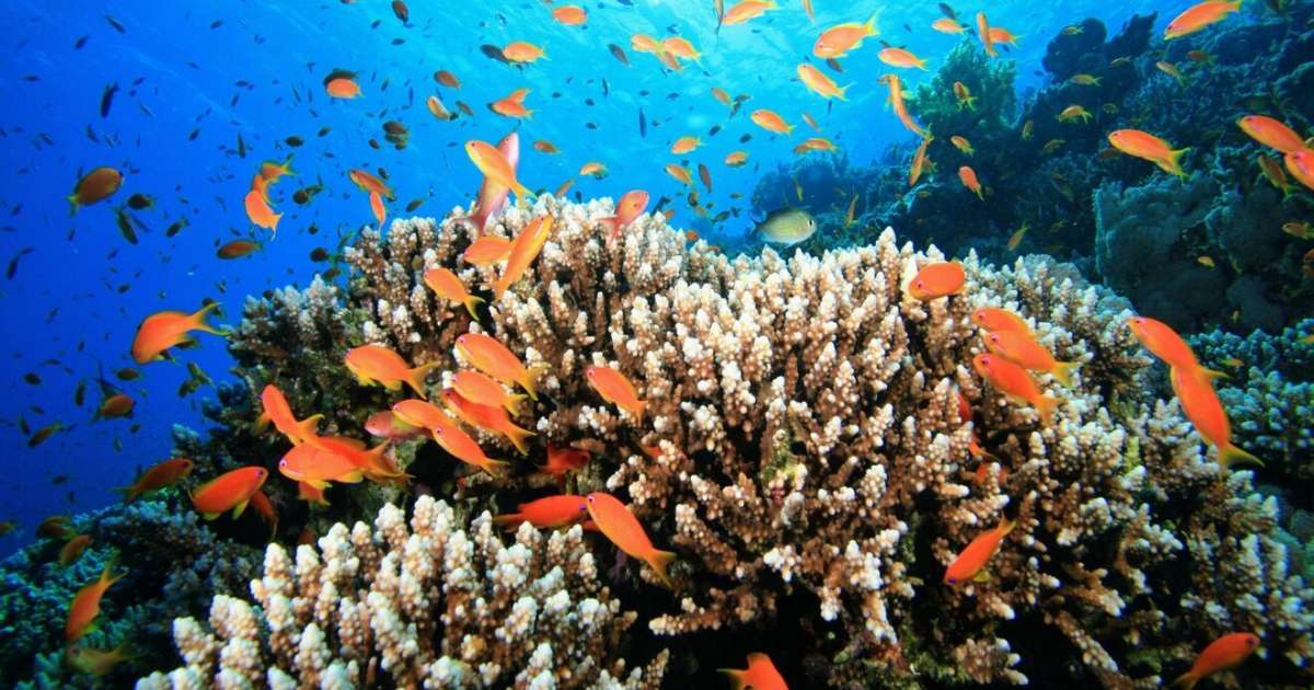 Âm thanh của san hô cho thấy tác động của biến đổi khí hậu tới đại ...