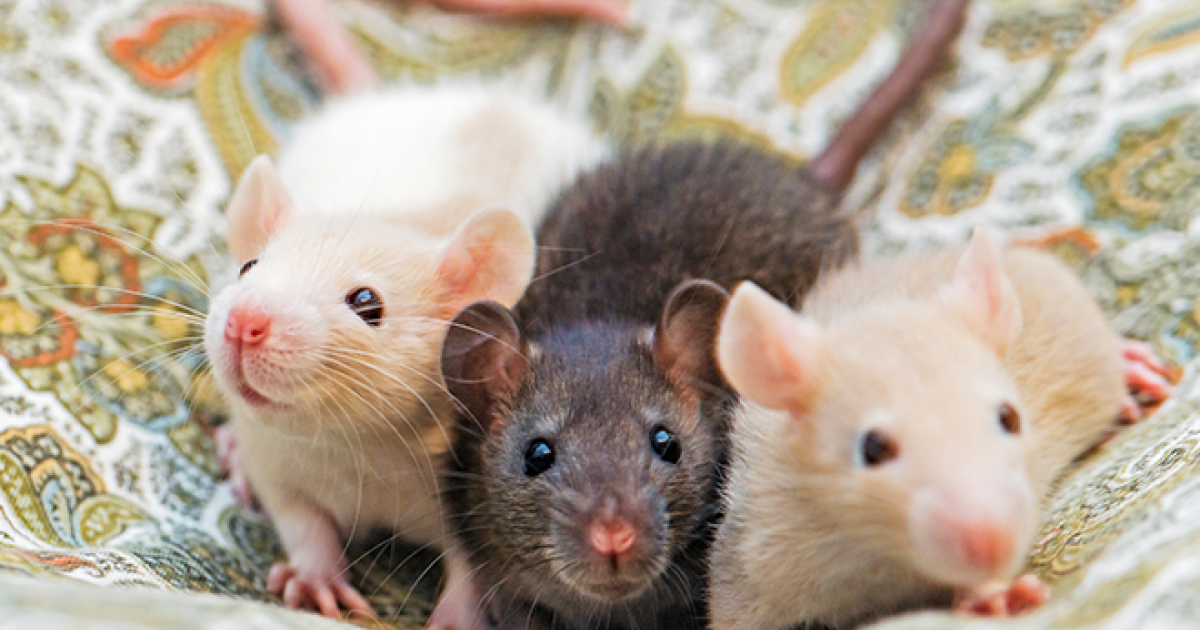 Turns out rats love dancing to 140 BPM too - Global News - Mixmag Asia