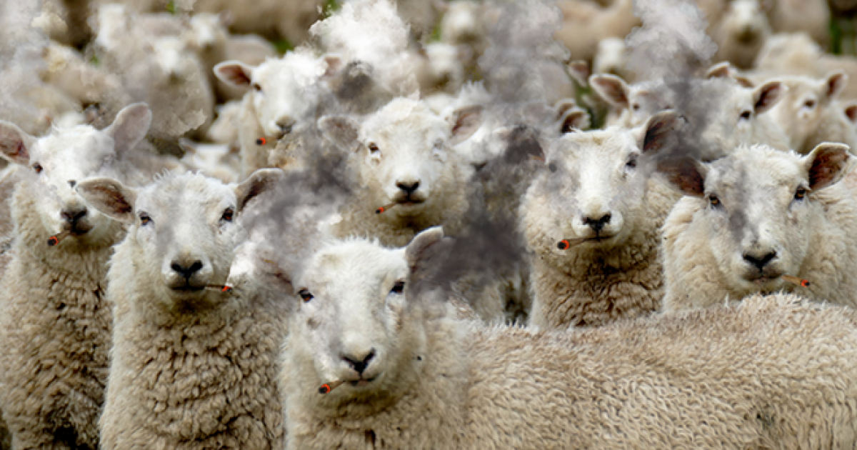 Herd of sheep caught eating 100kg of cannabis - Global News - Mixmag Asia