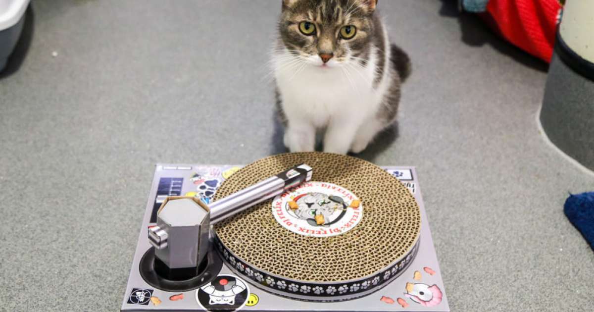 These DJ cats are absolutely adorable - Global - Mixmag Asia