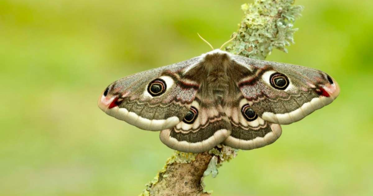 Sound-absorbing material inspired by moth wings could lead to healthier ...