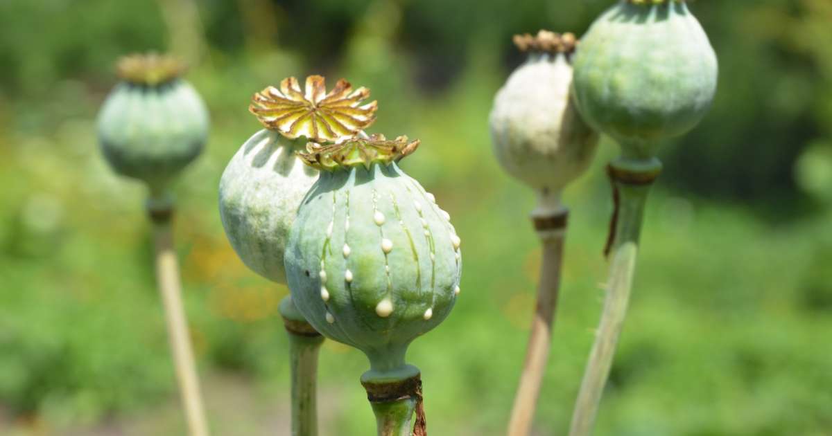Thai Health Ministry greenlights opium & magic mushrooms for medical ...